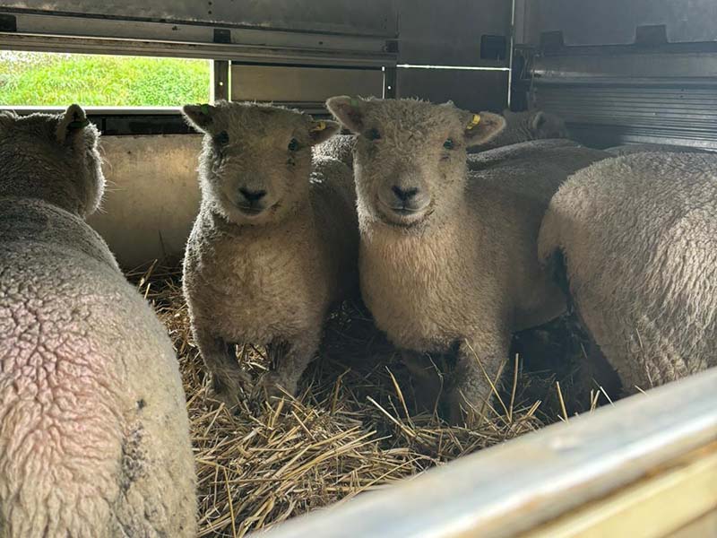 New arrivals on the farm! - Harefield Barn Wedding Venue Devon